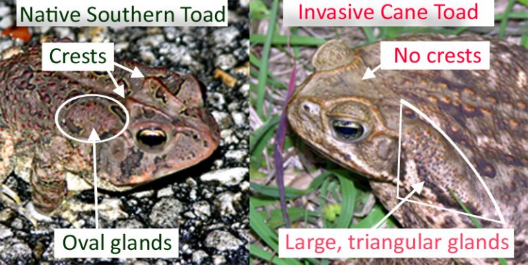 Giant Cane Toad Warning - #GeorgiaSTEM